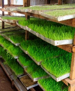 Fodder Systems – Hydroponics Africa